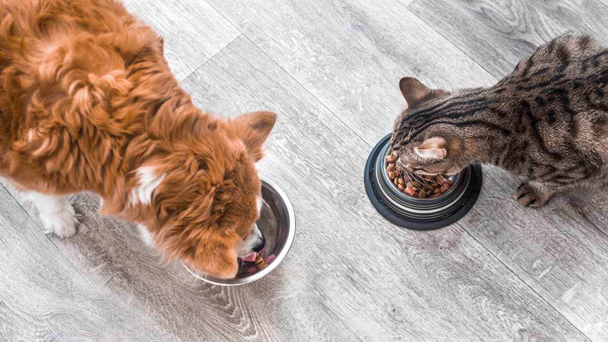 Pet Products - Consumer Reports