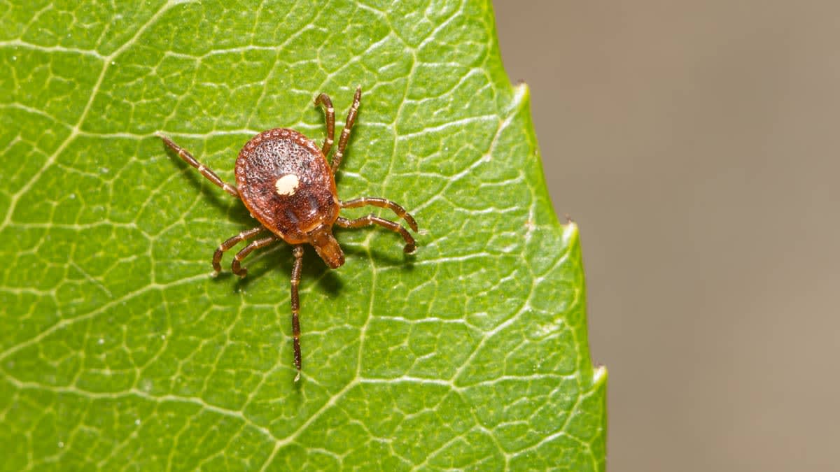 The Unusually Aggressive Lone Star Tick Is Spreading - Consumer Reports