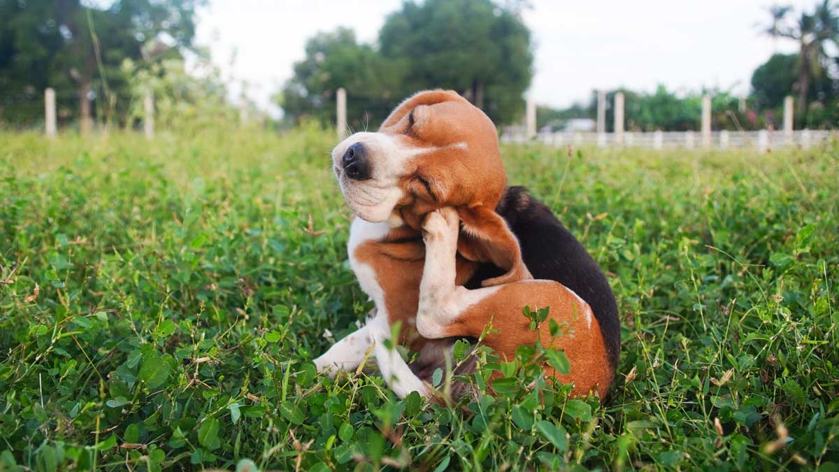 How to Treat Fleas and Prevent Their Return - Consumer Reports