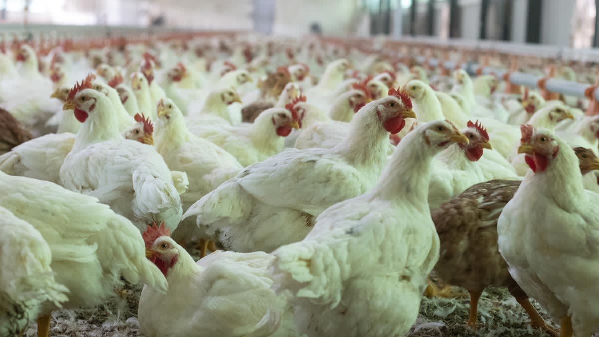 USDA Proposes New Rules to Limit Salmonella Allowed in Poultry ...