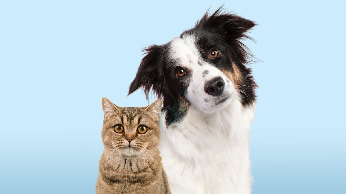 Pets - Consumer Reports