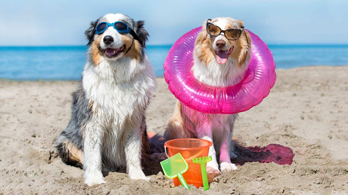 Cost of Taking a Vacation With Your Dog - Consumer Reports