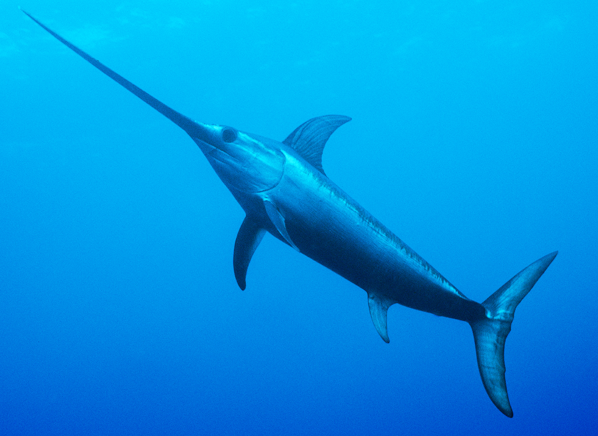 Low Mercury and High Mercury Fishes - Consumer Reports Magazine